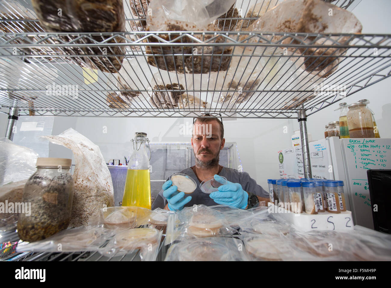 Mushrooms growing lab hi-res stock photography and images - Alamy