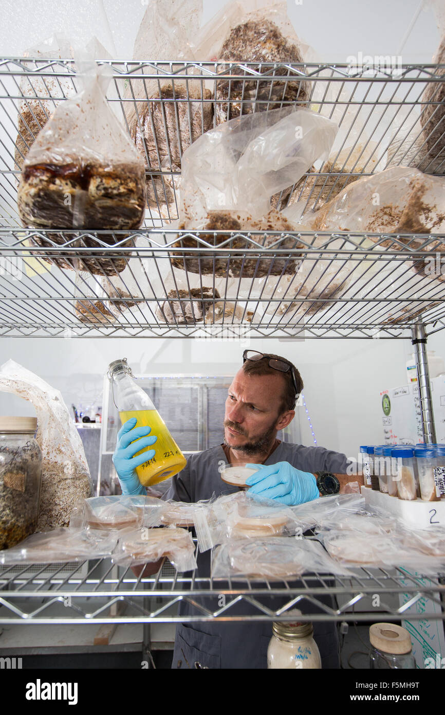 Mushrooms growing lab hi-res stock photography and images - Alamy
