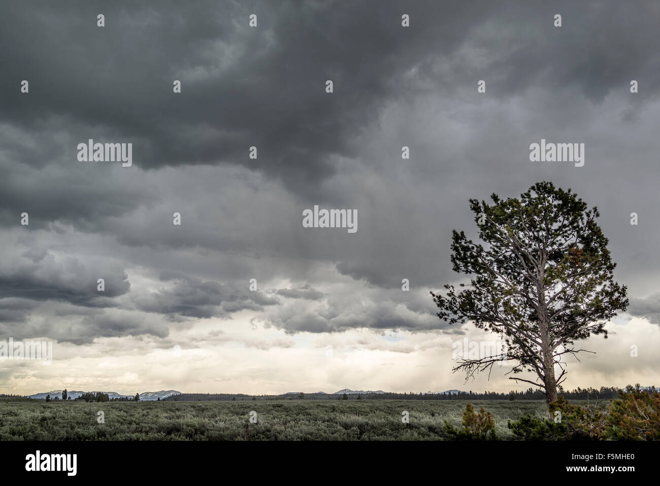 One single tree hi-res stock photography and images - Alamy