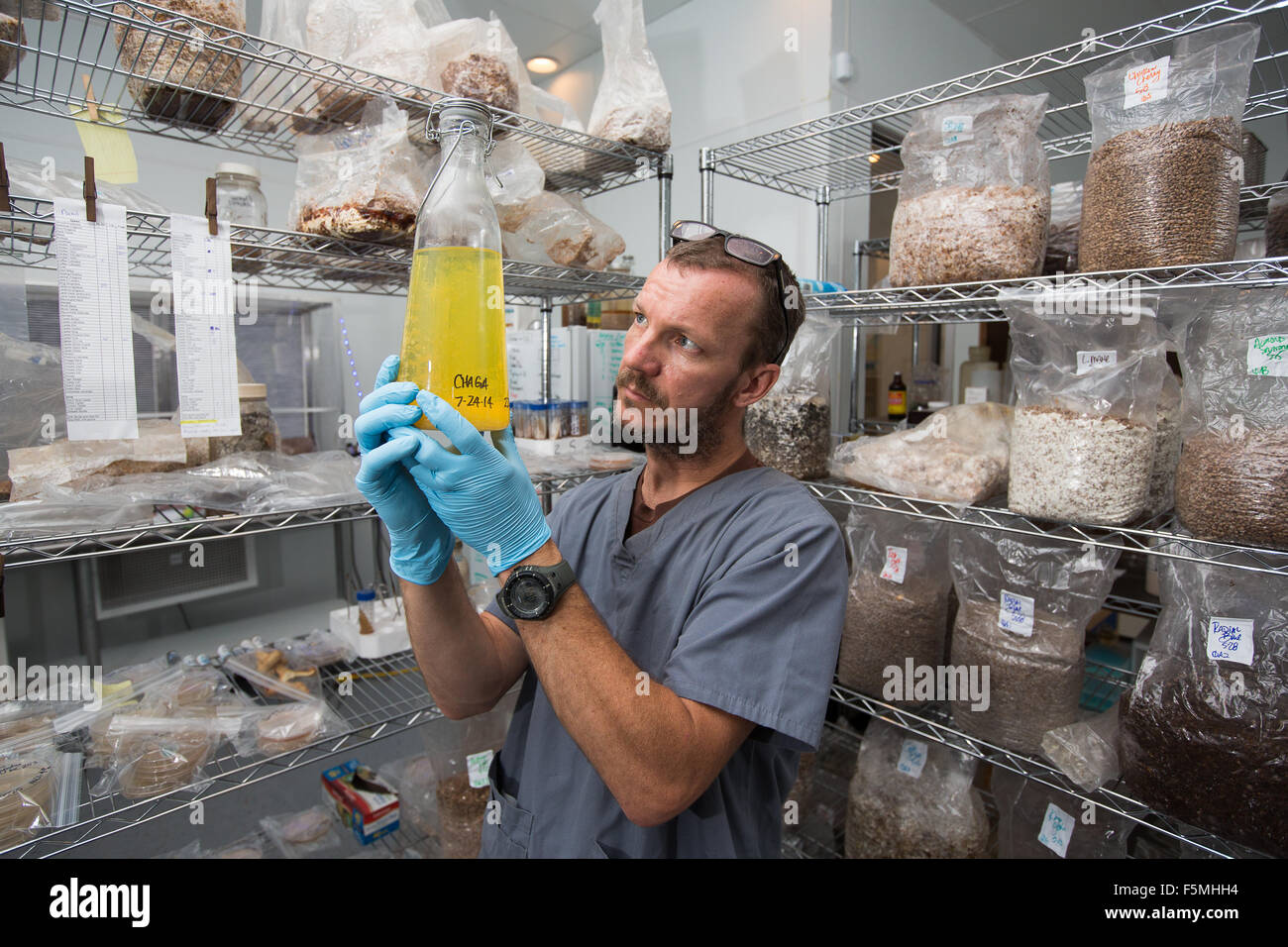 Mushrooms growing lab hi-res stock photography and images - Alamy