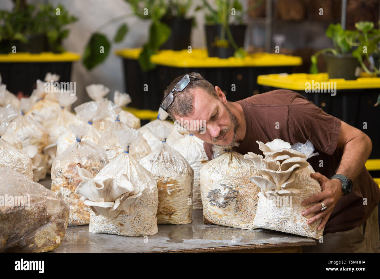 Growing mushrooms in a lab or farm Stock Photo - Alamy
