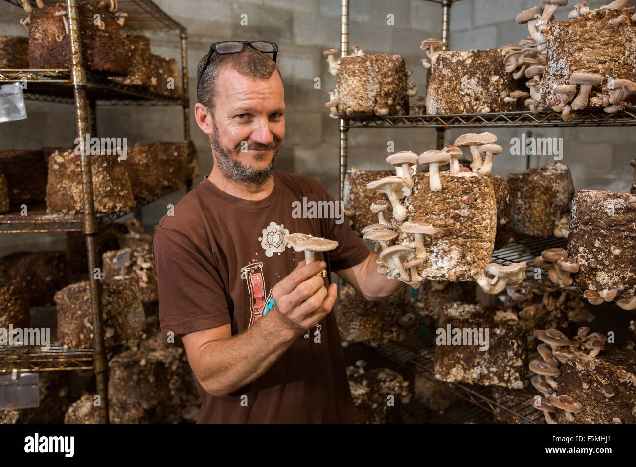 Growing mushrooms in a lab or farm Stock Photo - Alamy