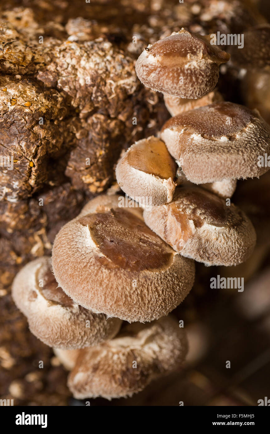 Growing mushrooms in a lab or farm Stock Photo - Alamy