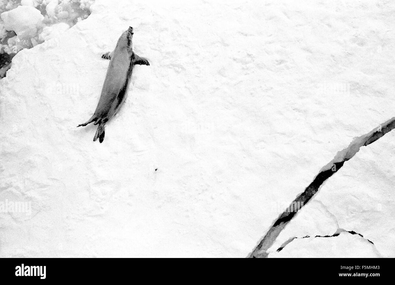 HMS Endurance British Antarctic Hydrographic Survey Ship, seal on ice ...
