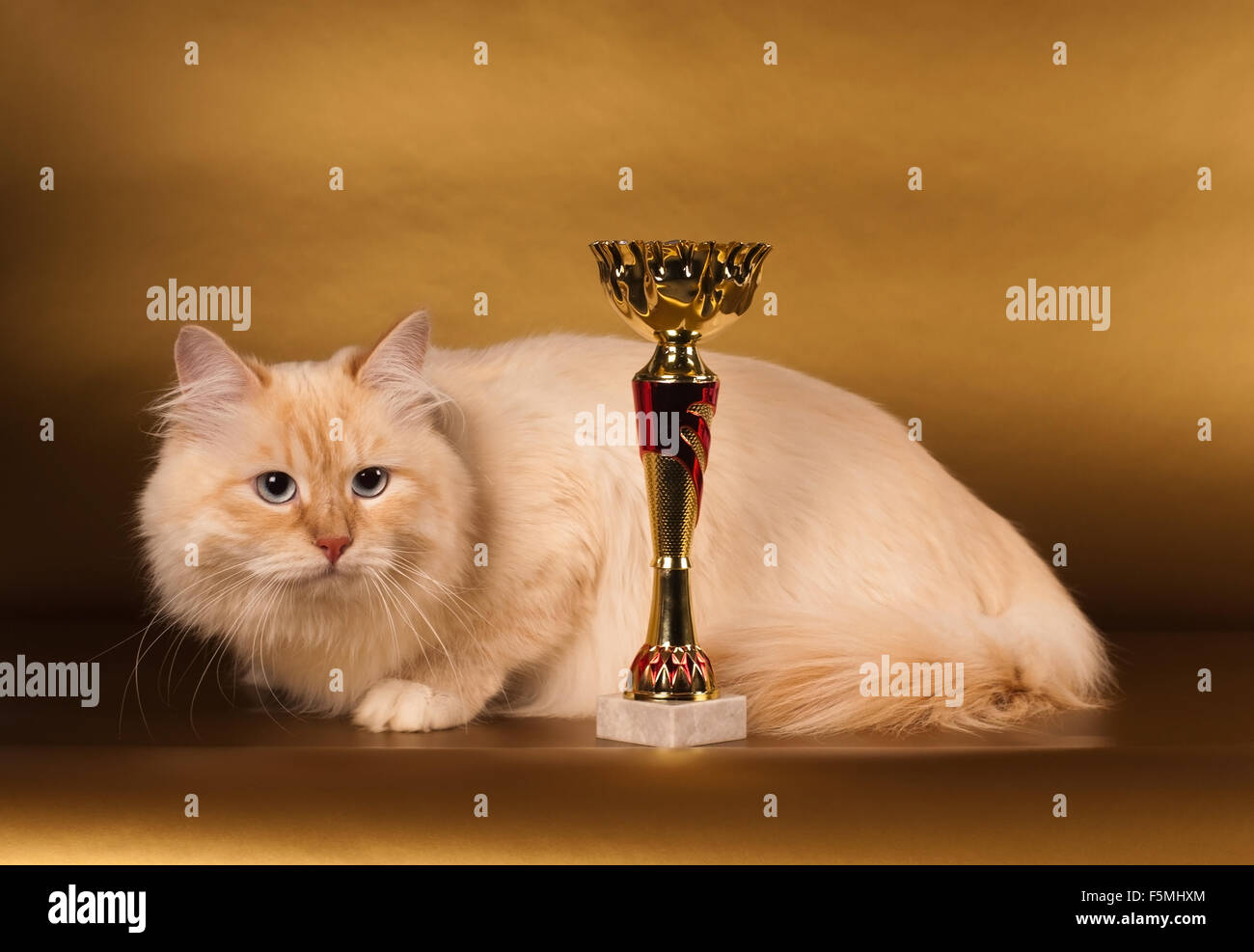 Big fluffy purebred siberian cat on golden background Stock Photo - Alamy