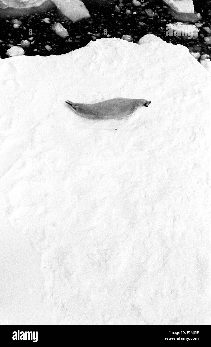 HMS Endurance British Antarctic Hydrographic Survey Ship, seal on ice ...