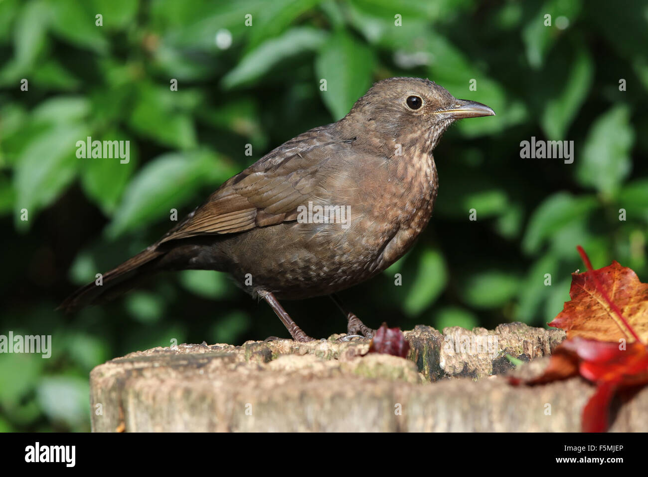 Female blackbird hi-res stock photography and images - Alamy