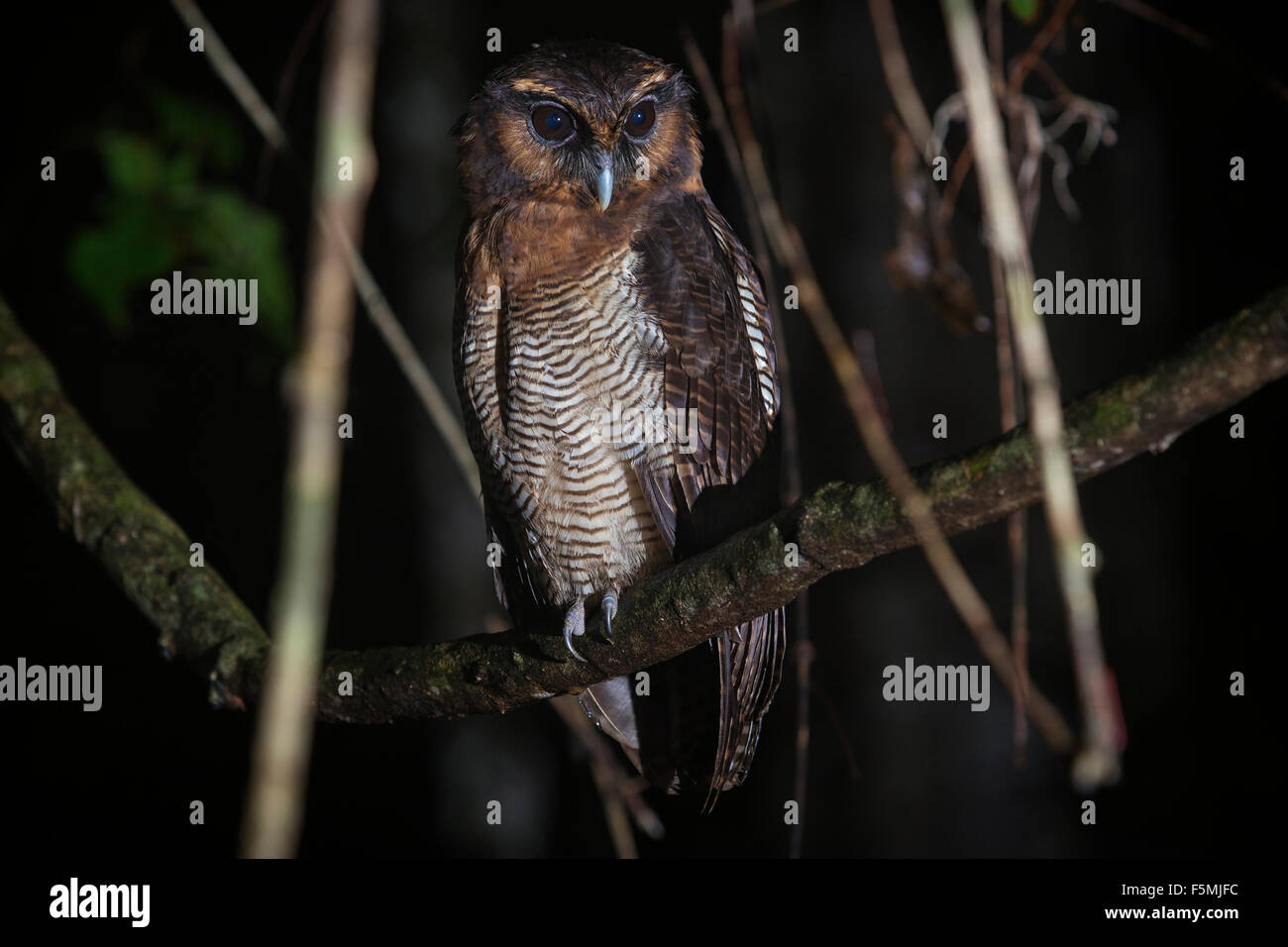 Night owl sitting on hi-res stock photography and images - Alamy