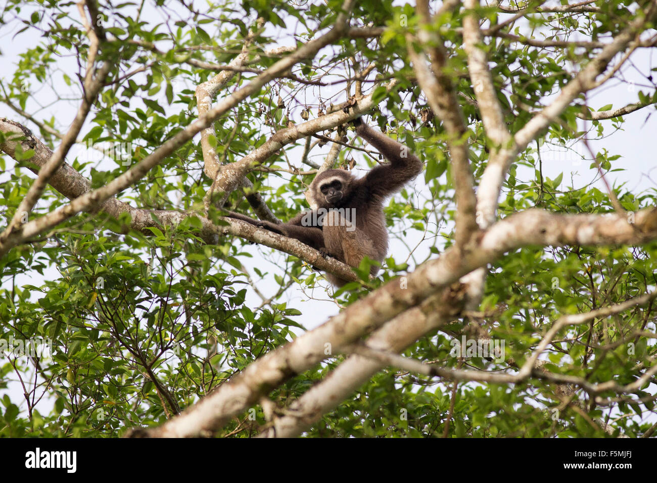 Mullers gibbon hi-res stock photography and images - Alamy