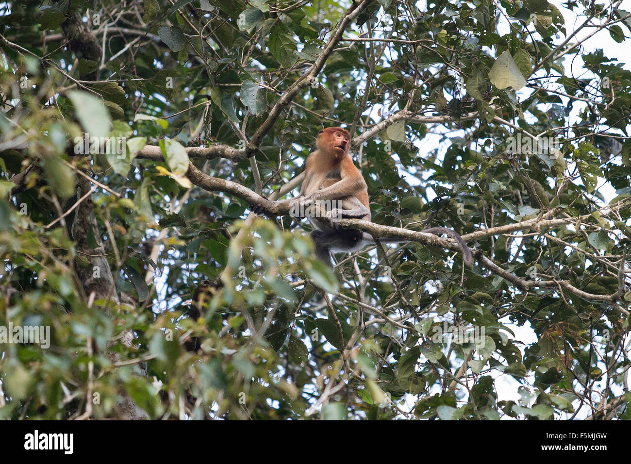 Wild proboscis monkey in Borneo in the jungle around the Kinabatangan ...