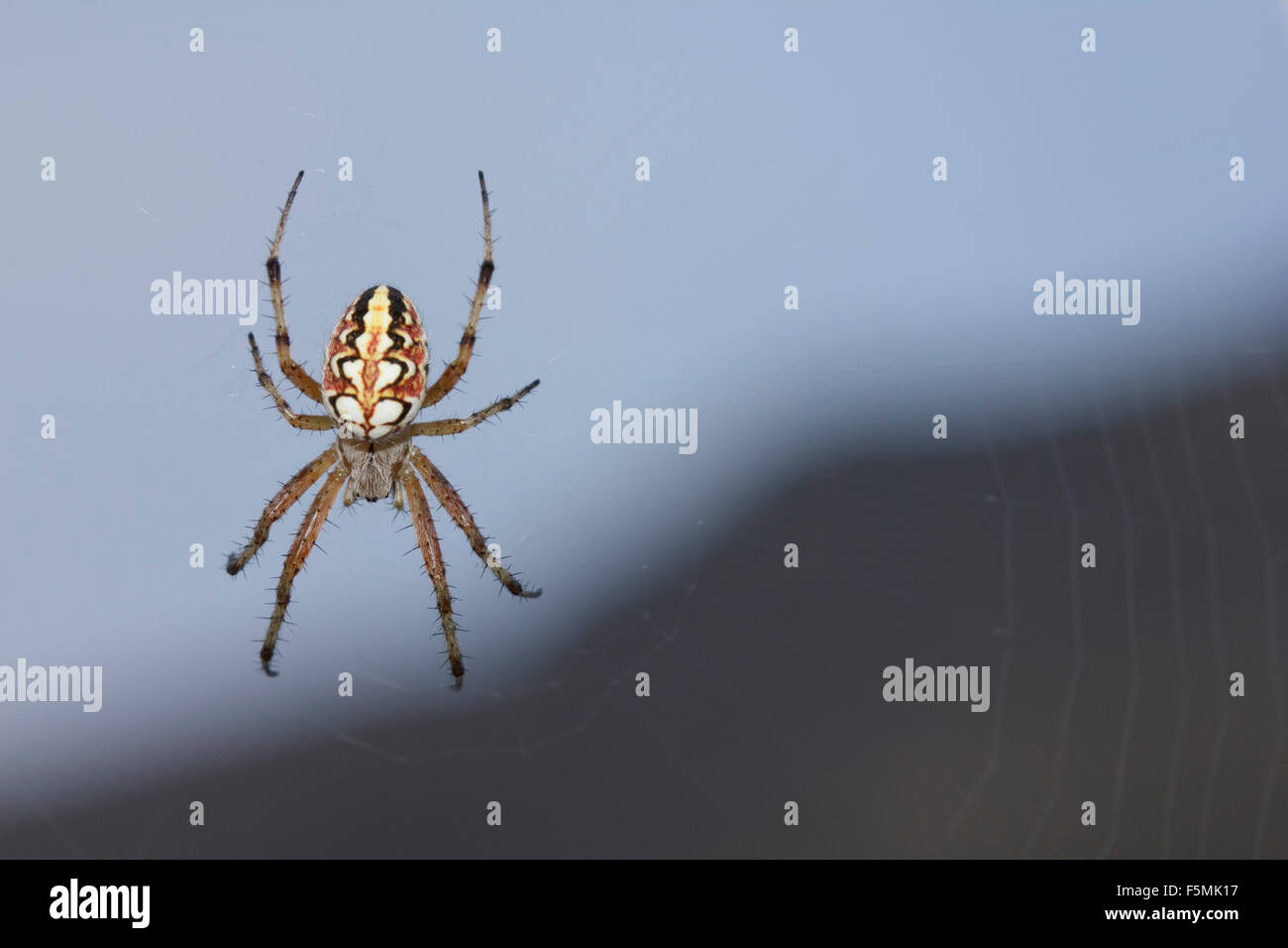 Praying spider hi-res stock photography and images - Alamy