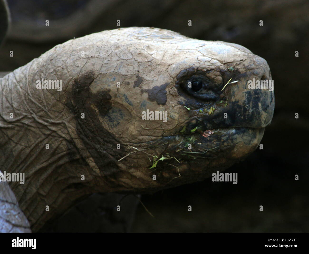 Zolw sloniowy hi-res stock photography and images - Alamy