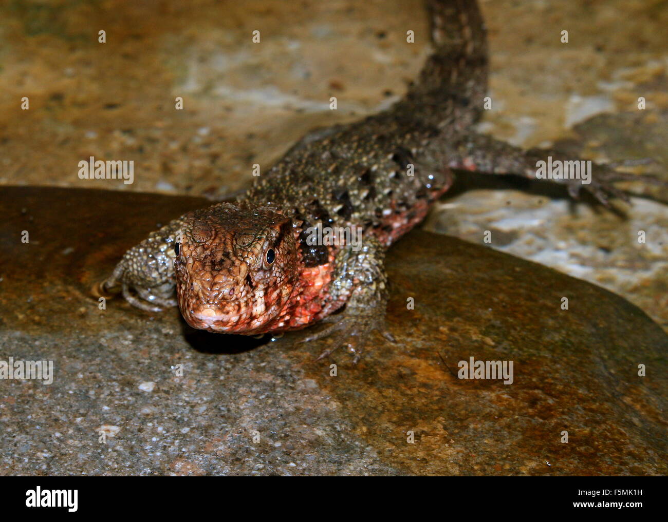 Lezard crocodile de chine hi-res stock photography and images - Alamy