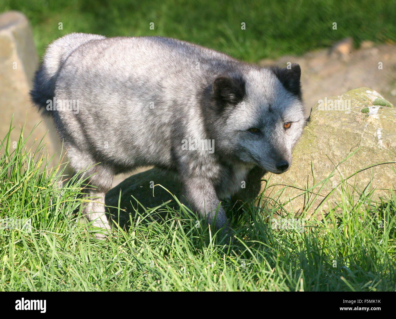 Renard alopex hi-res stock photography and images - Alamy