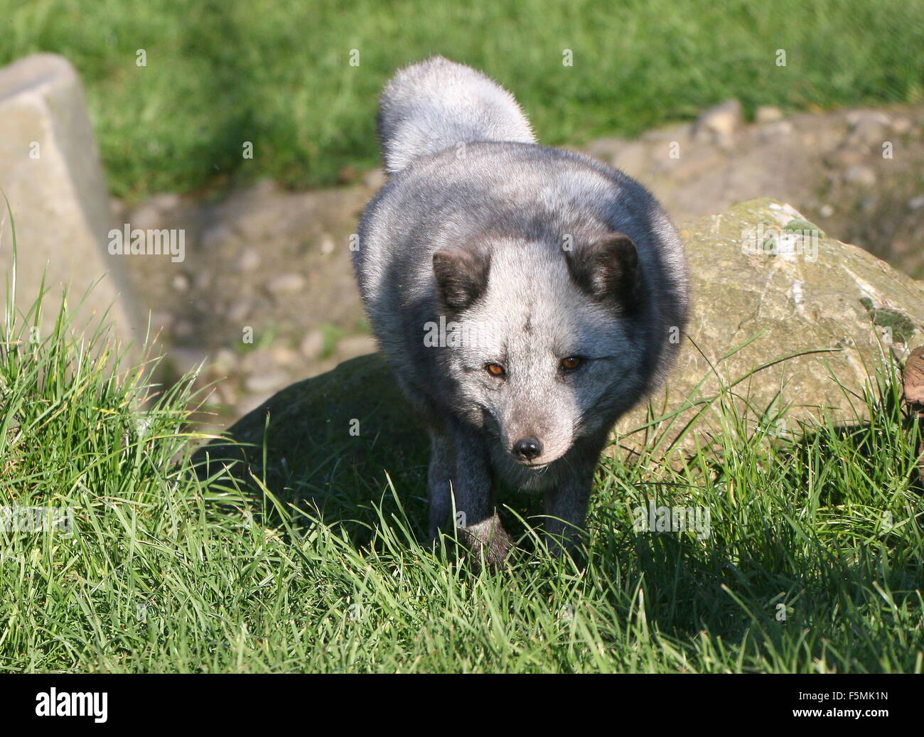 Renard alopex hi-res stock photography and images - Alamy