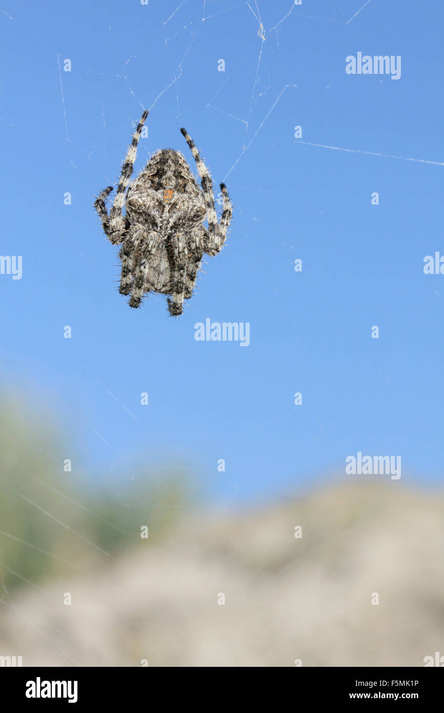Macro of a sp. Araneus angulatus spider hanging from its web. Limnos ...