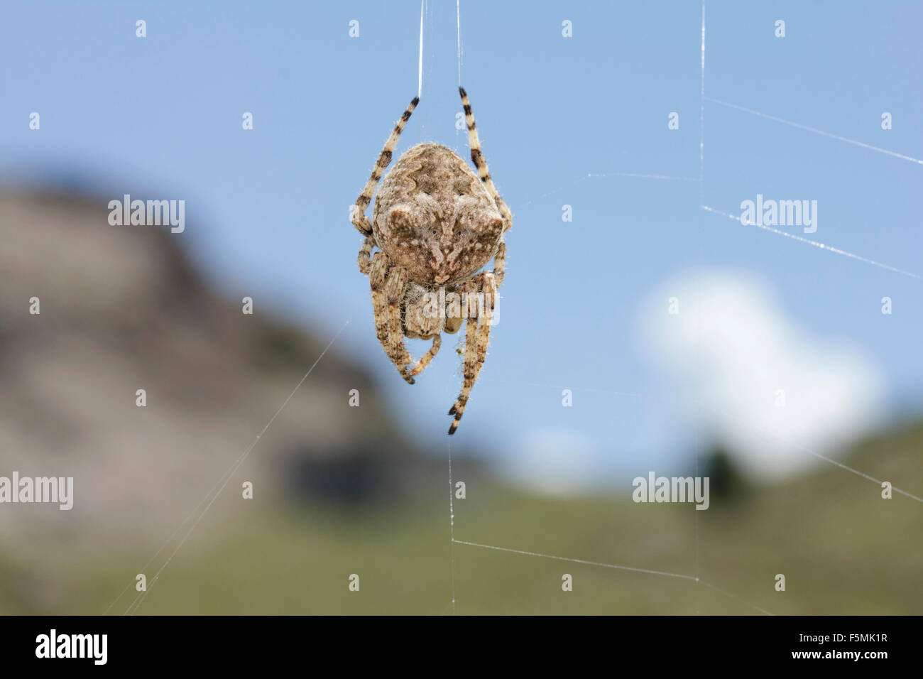 Macro of a sp. Araneus angulatus spider praying on its web and out of ...