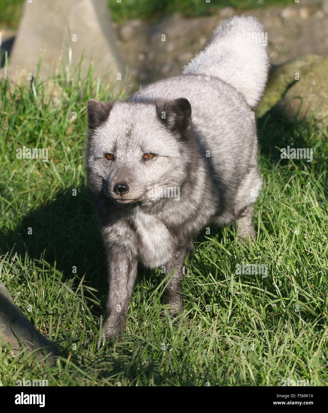 Arctic or Polar Fox (Alopex Lagopus, Vulpes Lagopus) walking towards ...