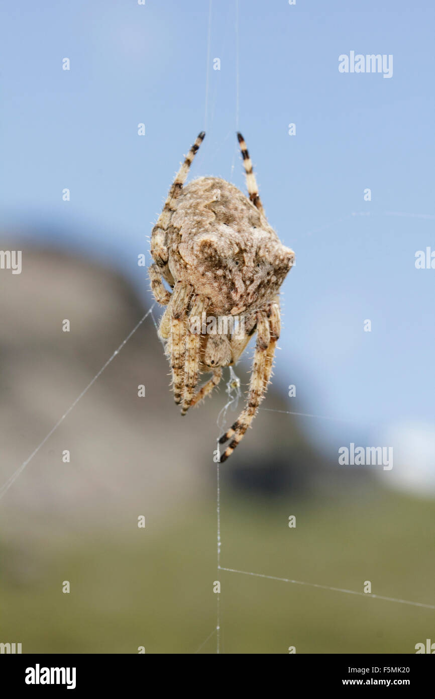 Macro of a sp. Araneus angulatus spider hanging from its web. Lemnos ...