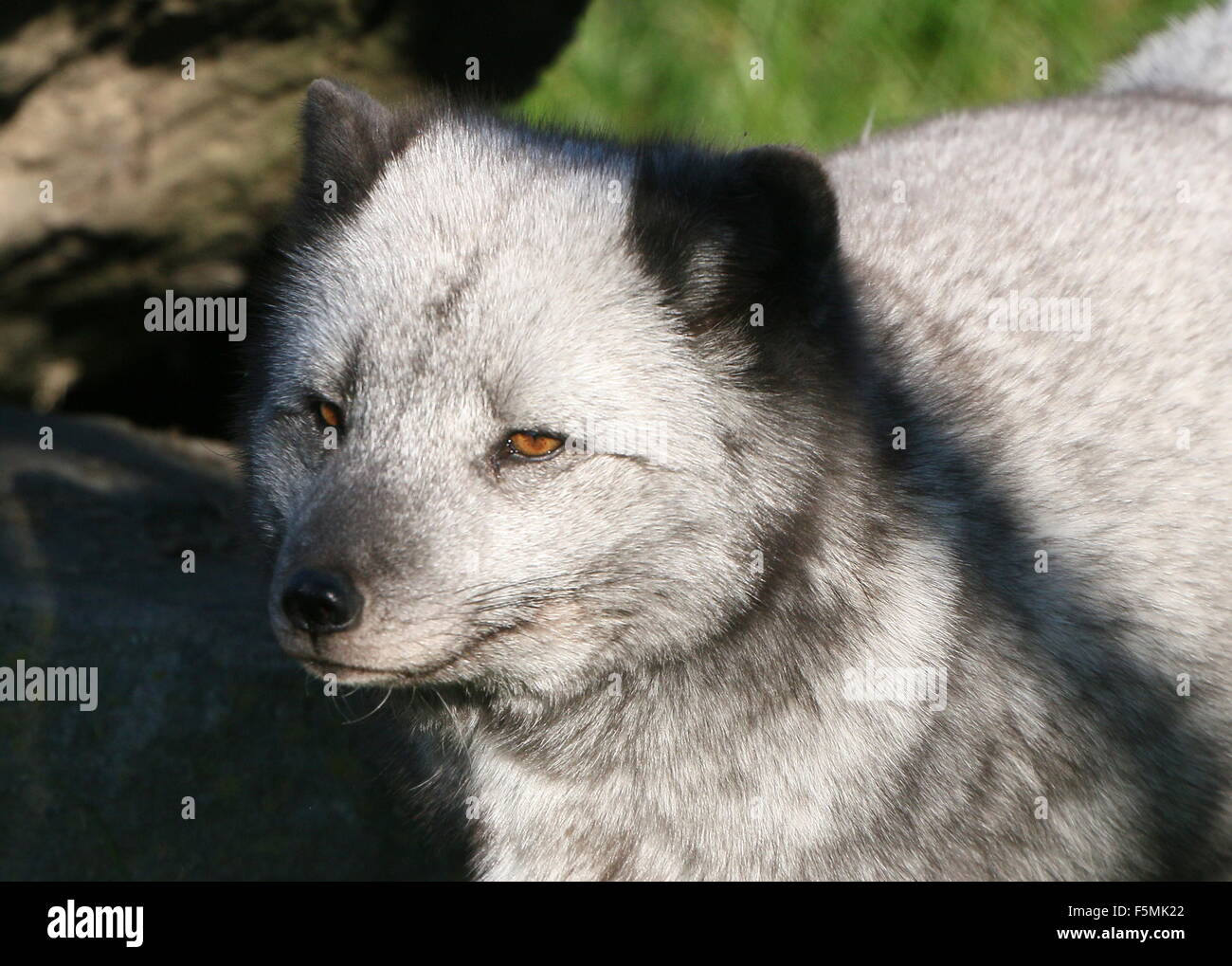 Brown arctic fox hi-res stock photography and images - Alamy