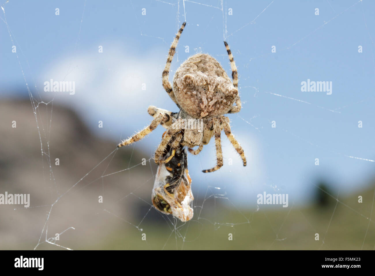 sp. Araneus angulatus spider hanging from its web wraps its pray ...