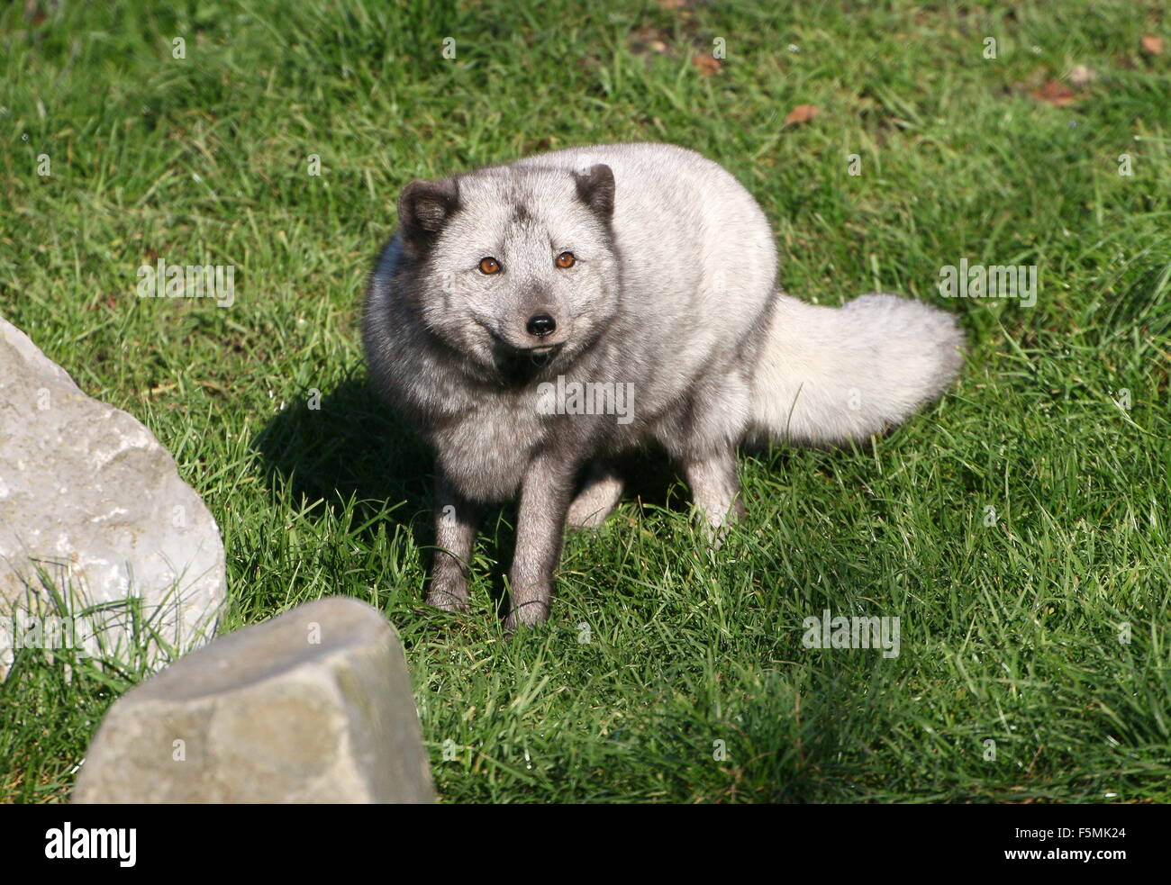 Renard alopex hi-res stock photography and images - Alamy