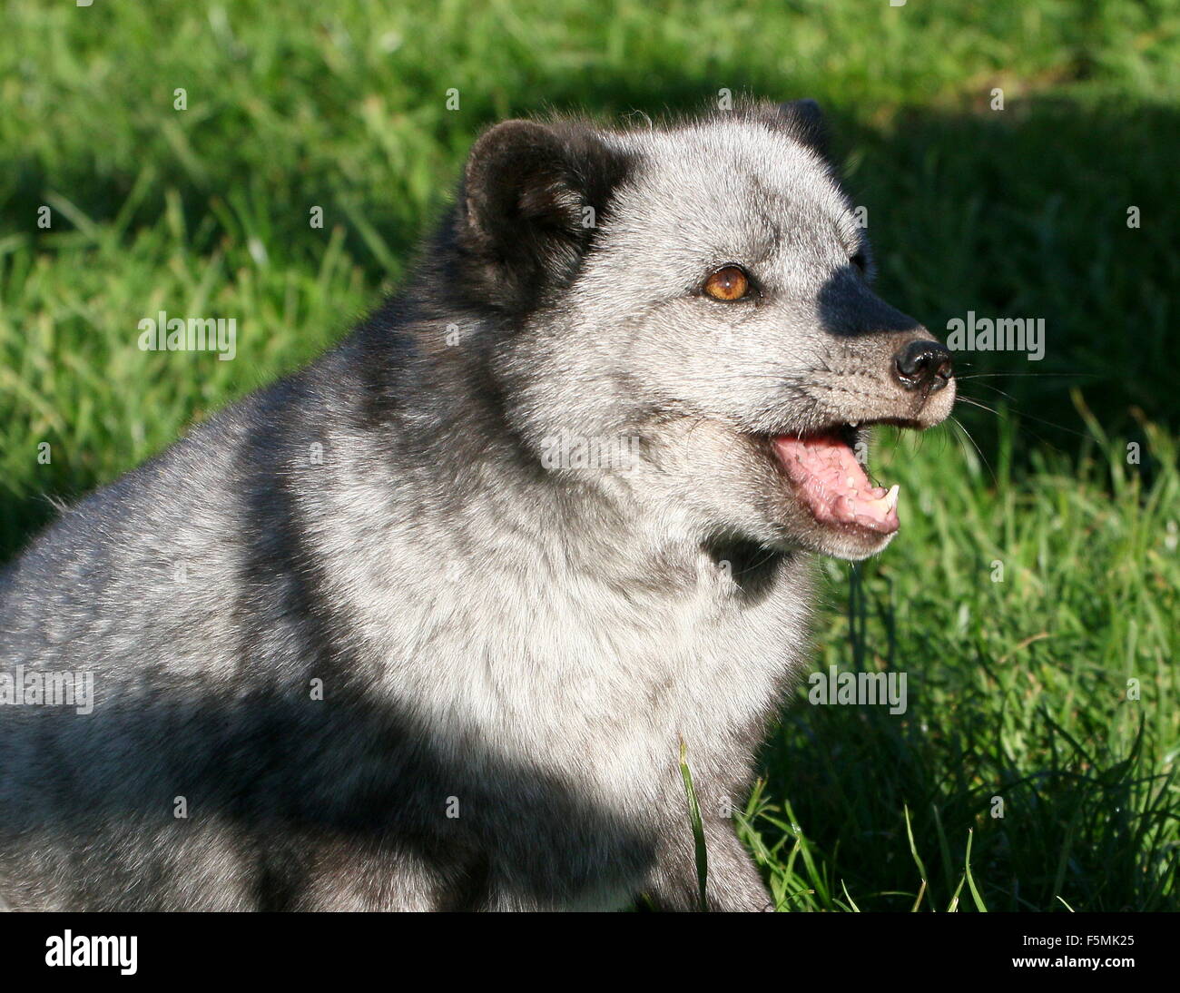 Arctic or Polar Fox (Alopex Lagopus, Vulpes Lagopus) during summer ...