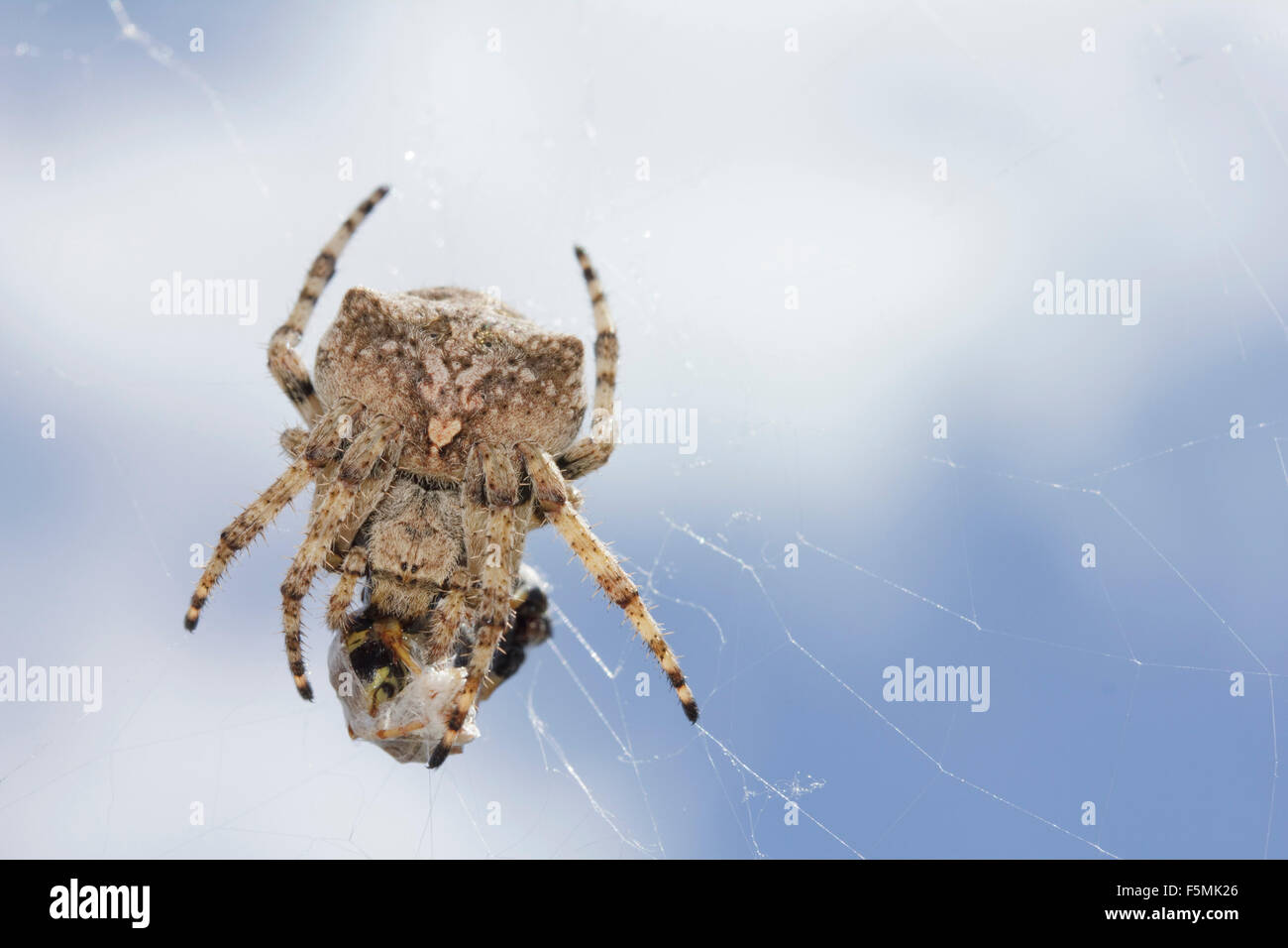 sp. Araneus angulatus spider packing its pray on its web. Lemnos island ...
