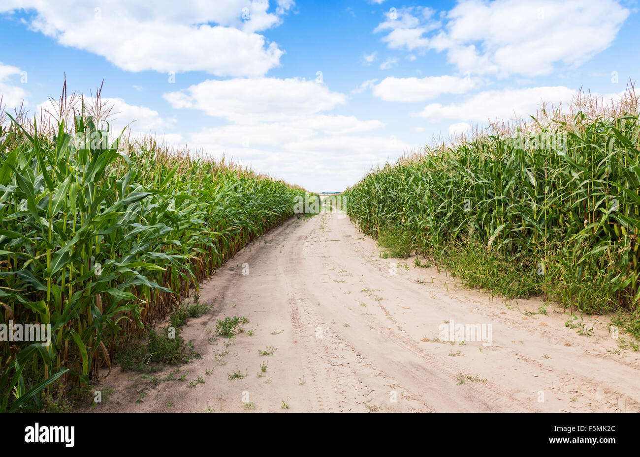 road in a field Stock Photo - Alamy