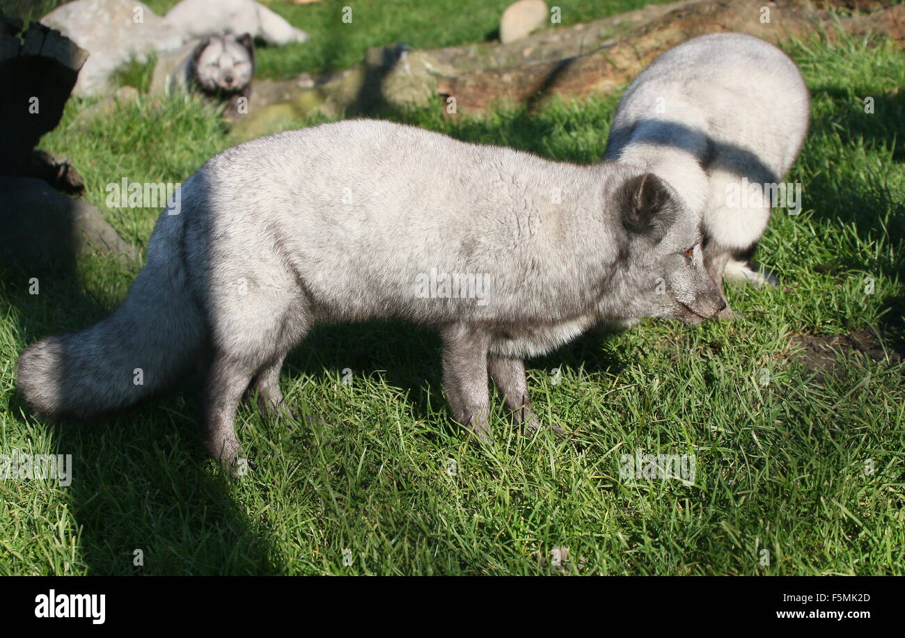 Group of Arctic or Polar Foxes(Alopex Lagopus, Vulpes Lagopus) during ...