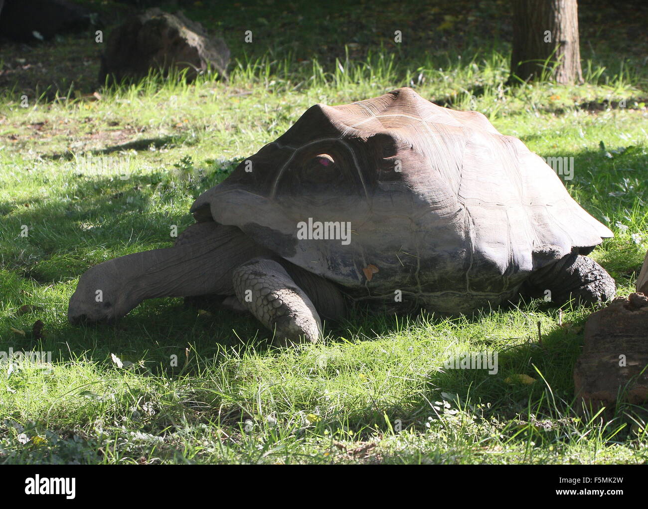 Zolw sloniowy hi-res stock photography and images - Alamy