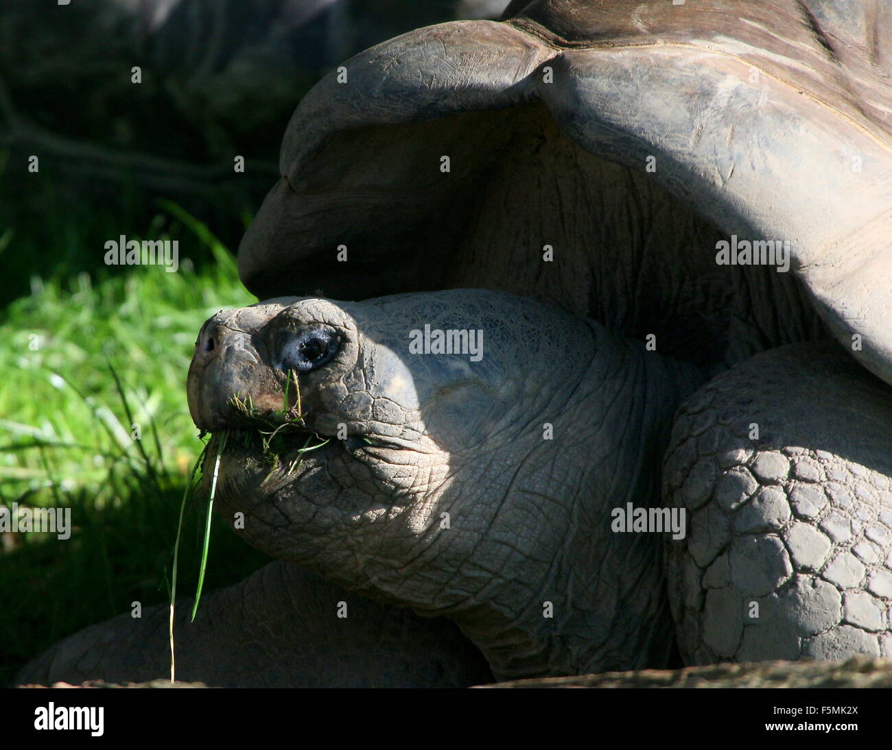Galapagos Giant Tortoise (Chelonoidis nigra) eating grass, facing the ...