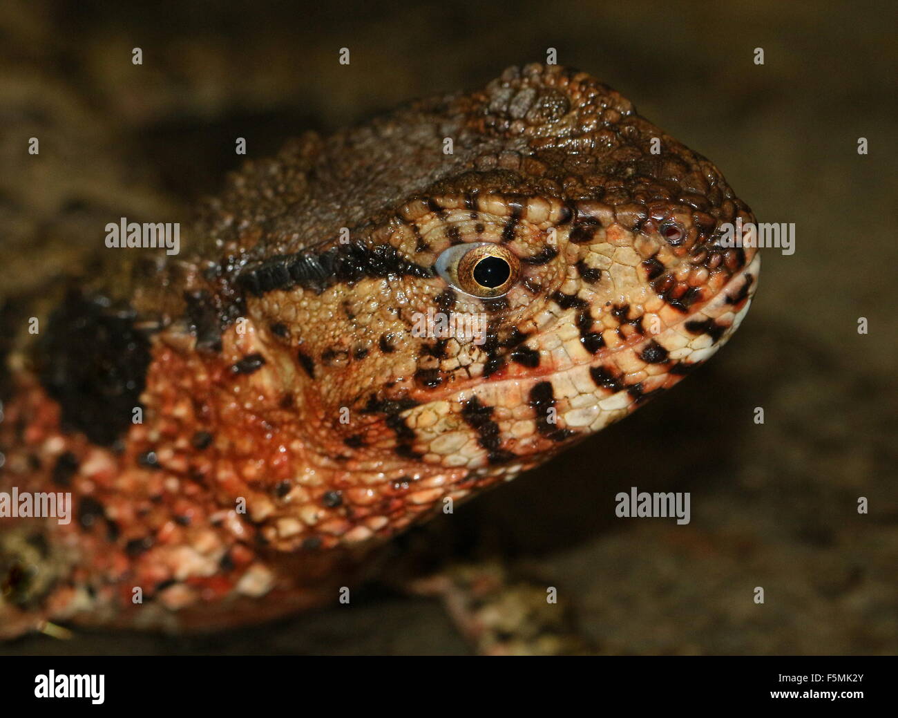 Shinisaurus Crocodilurus High Resolution Stock Photography and Images ...