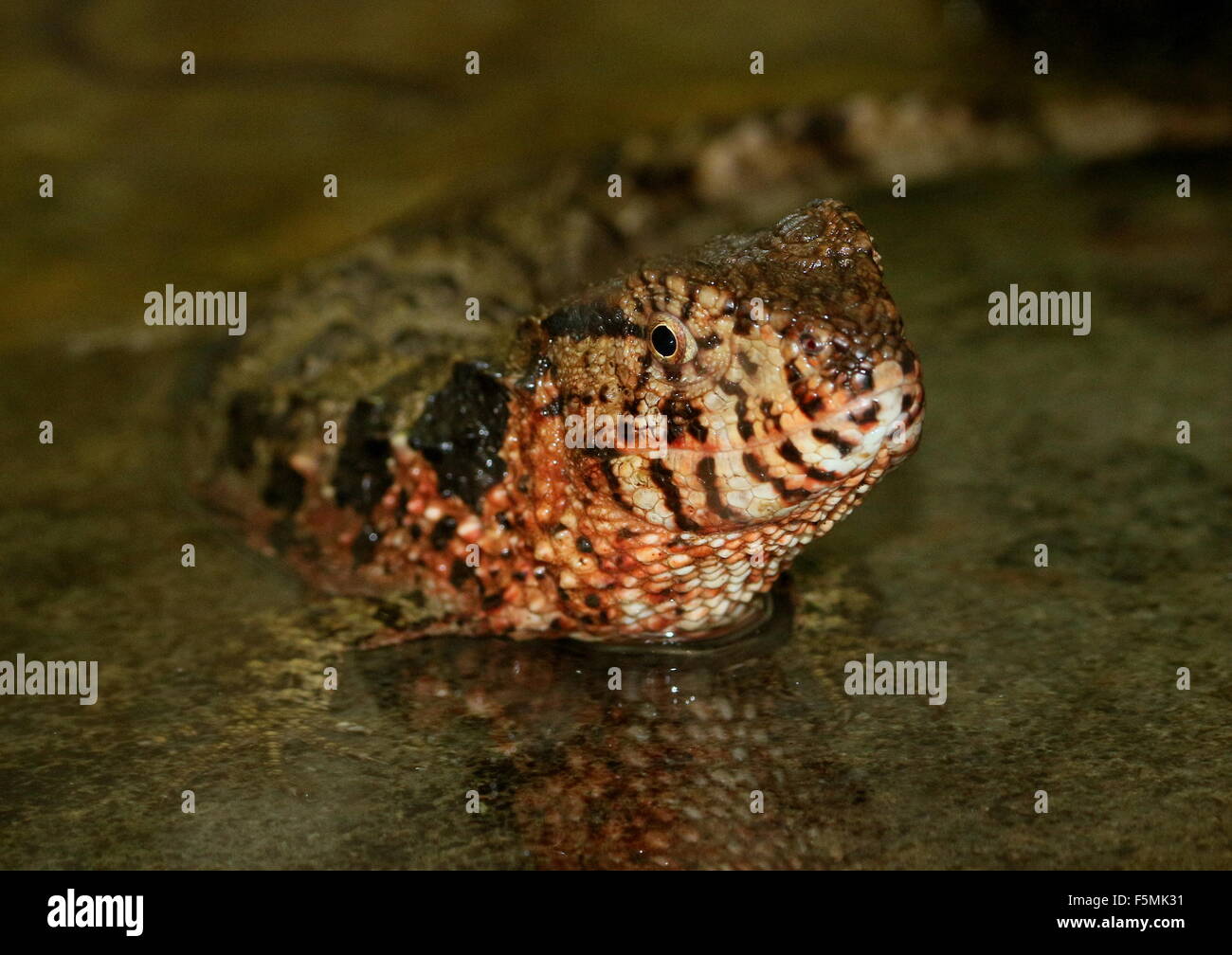 Male Chinese crocodile lizard (Shinisaurus crocodilurus) in the water ...
