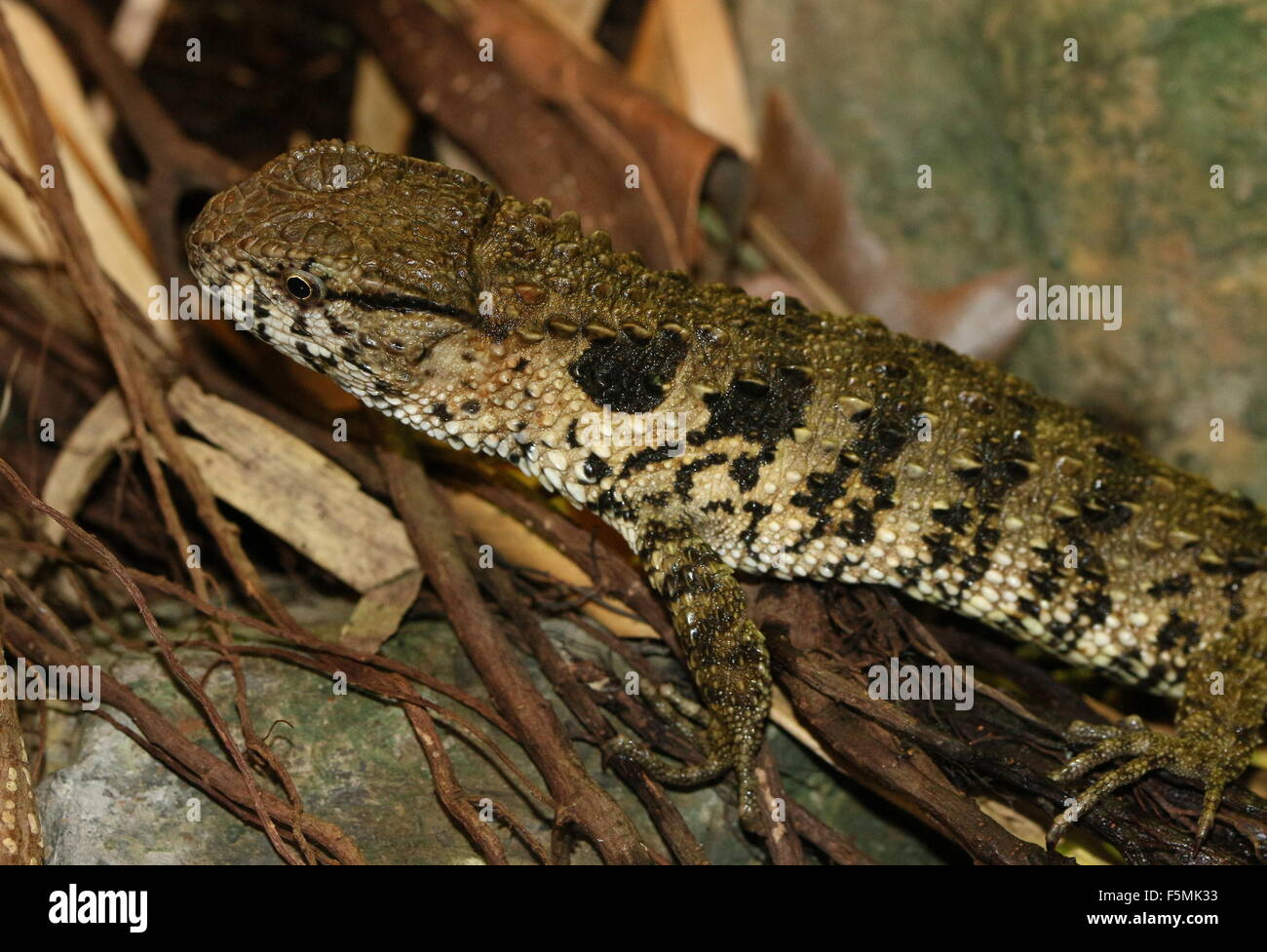 Female Chinese crocodile lizard (Shinisaurus crocodilurus) seen in ...