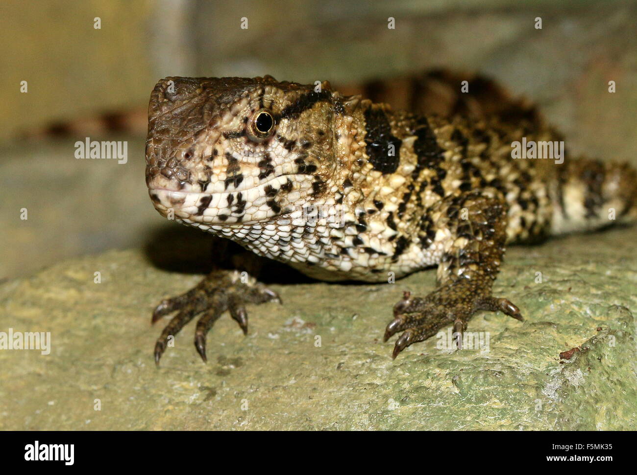 Female Chinese crocodile lizard (Shinisaurus crocodilurus) facing the ...