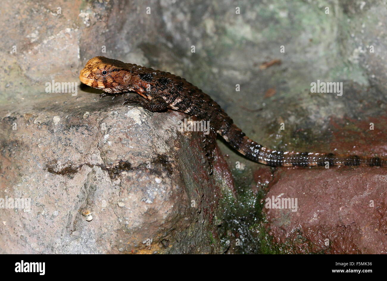 Juvenile male Chinese crocodile lizard (Shinisaurus crocodilurus Stock ...