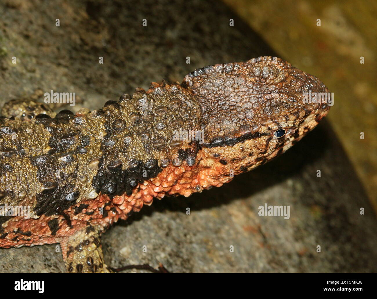 Male Chinese crocodile lizard (Shinisaurus crocodilurus), closeup of ...