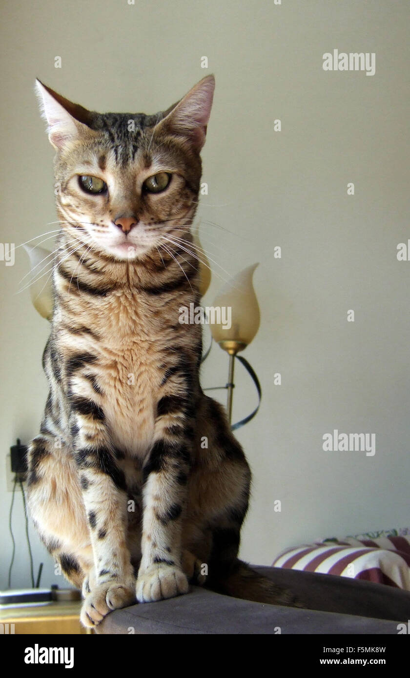 Front view of cat hi-res stock photography and images - Alamy