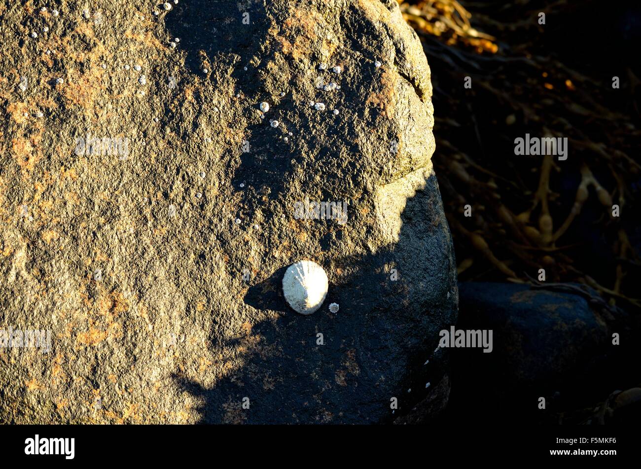 small white sea scale on rock Stock Photo - Alamy