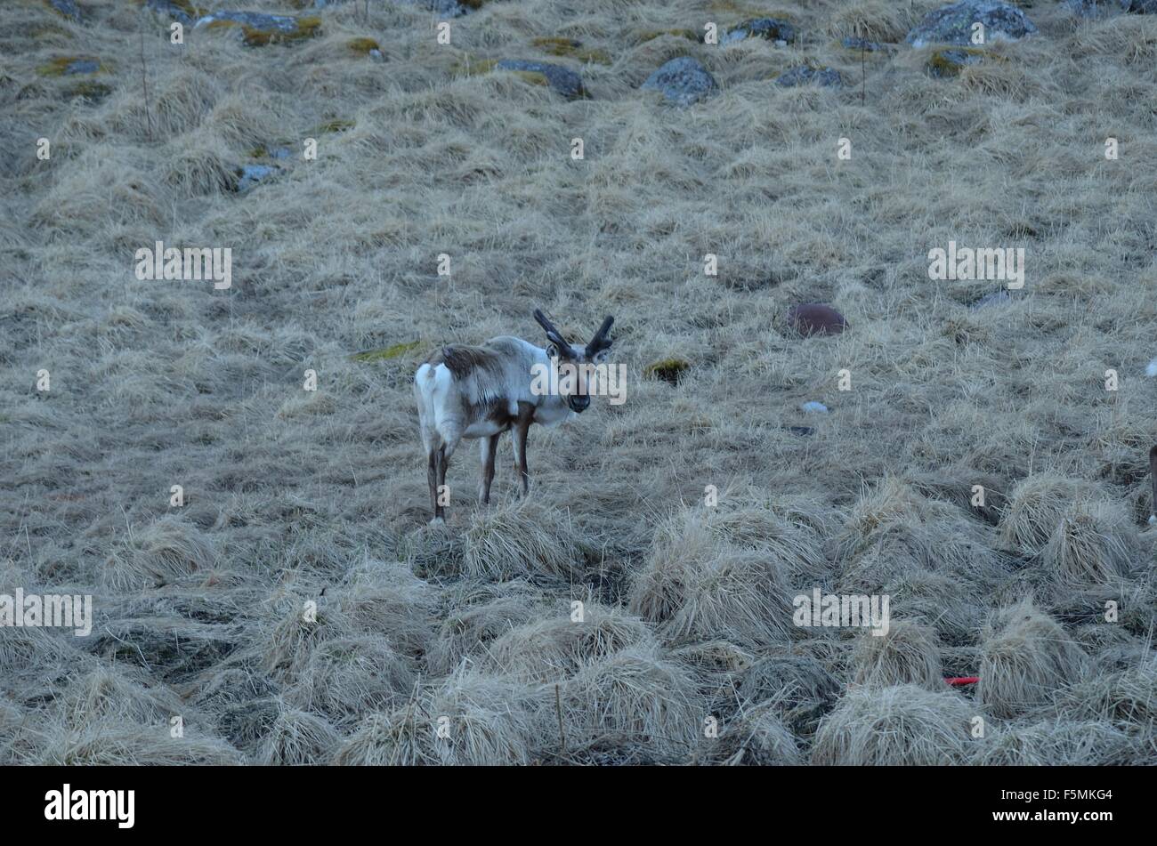reindeer flock feeding on grassy field on the island of senja Stock ...