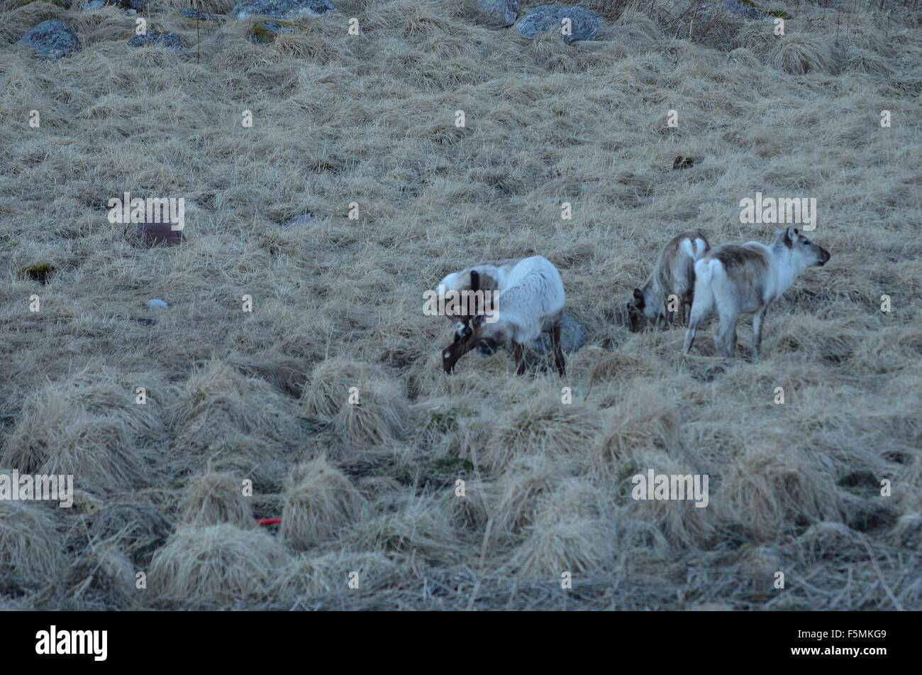 reindeer flock feeding on grassy field on the island of senja Stock ...