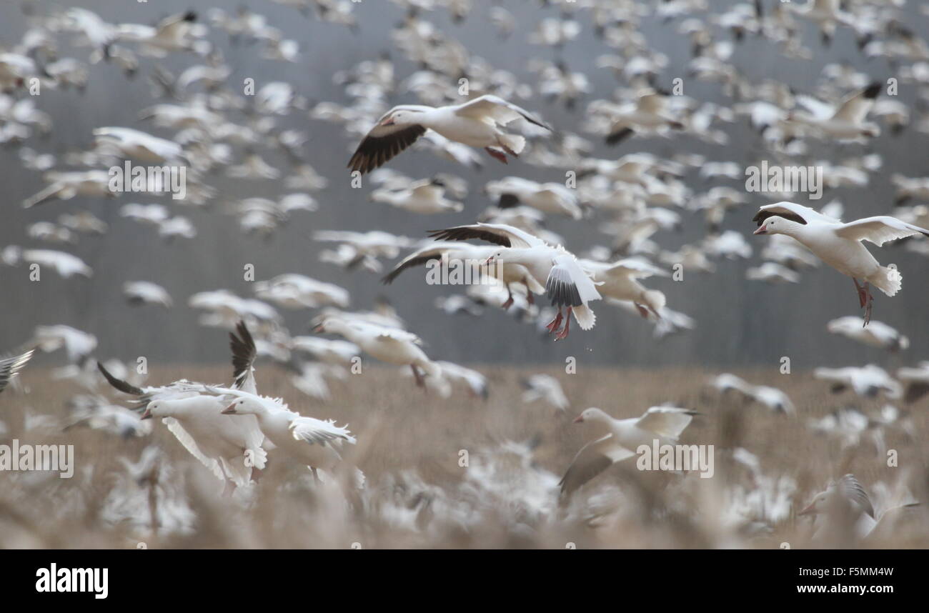 Snow geese landing in a field Stock Photo - Alamy