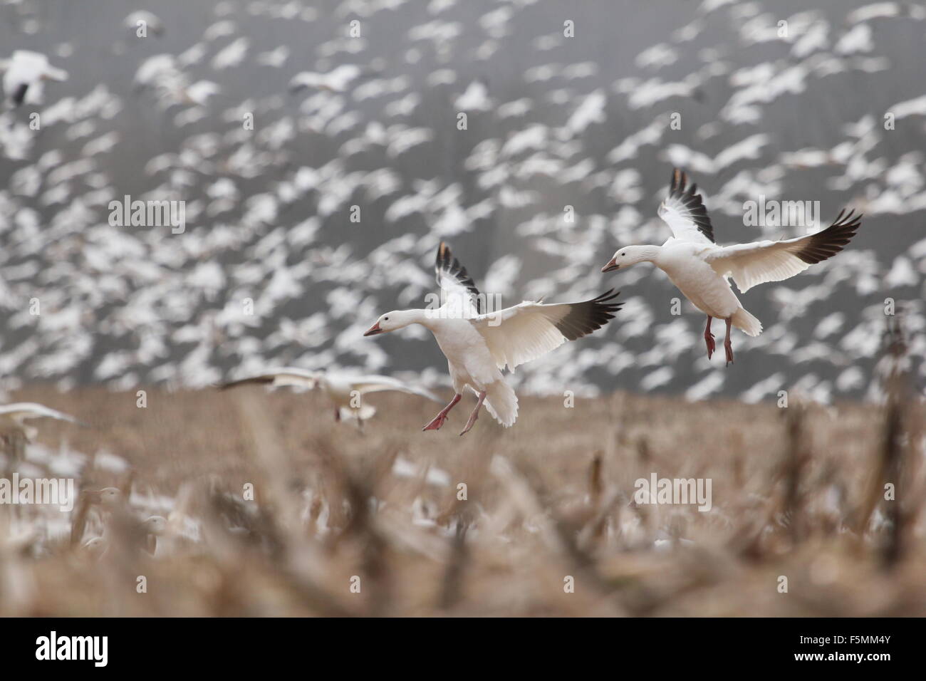 Snow geese flying over a cornfield Stock Photo - Alamy