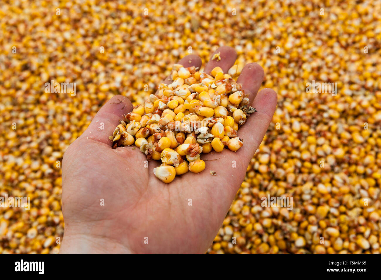 Corn seeds close-up Stock Photo - Alamy