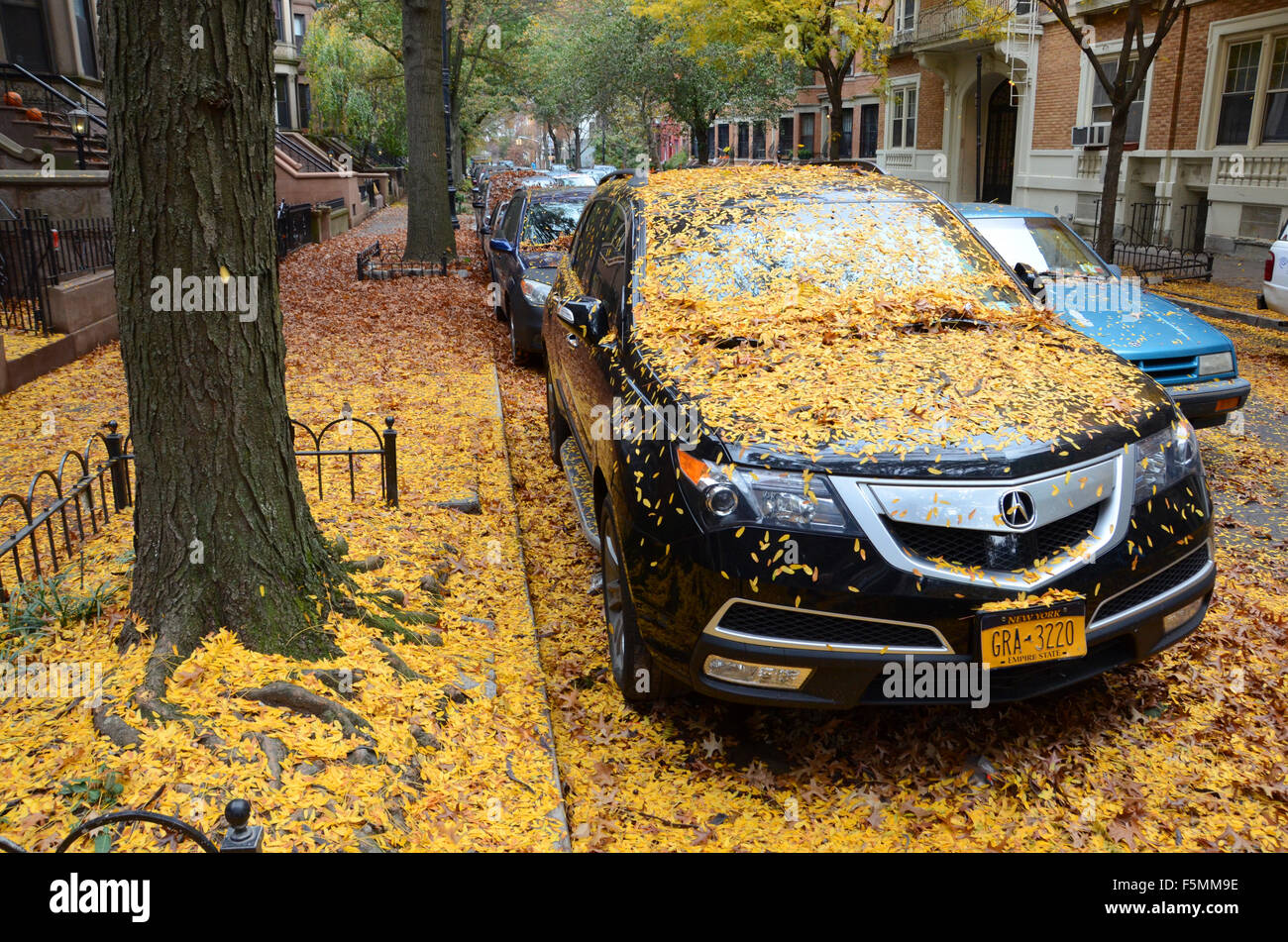 fall autumn leaves in park slope brooklyn street on cars yellow leaf ...