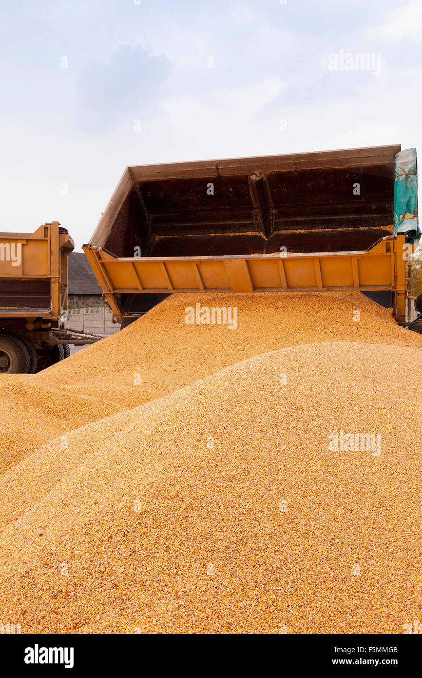 Corn seed falling hi-res stock photography and images - Alamy