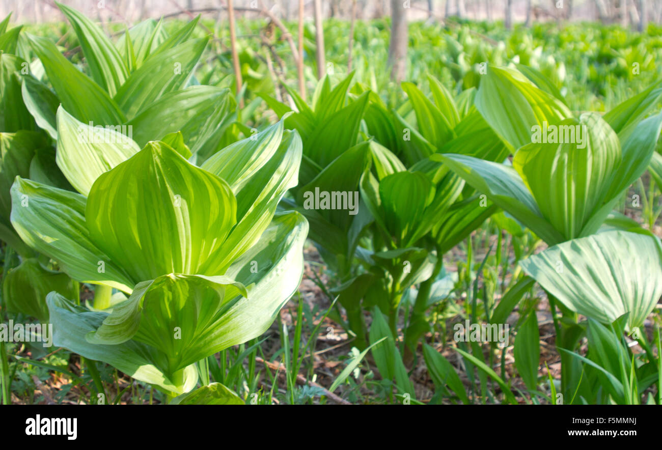 Thickets of the White False Hellebore (Verátrum oxysepalum). Kamchatka ...