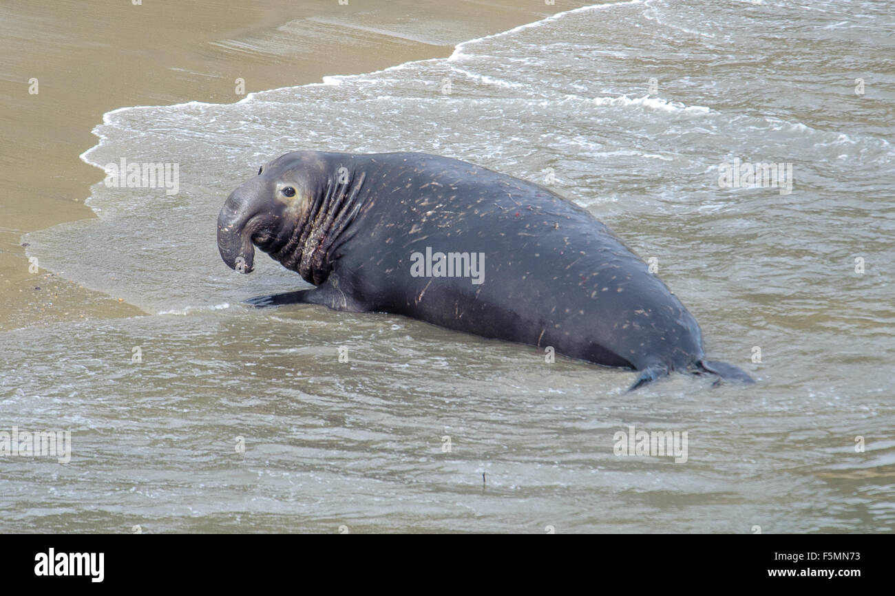 Northern Elephant Seal (Mirounga angustirostris) male hauls out on to ...