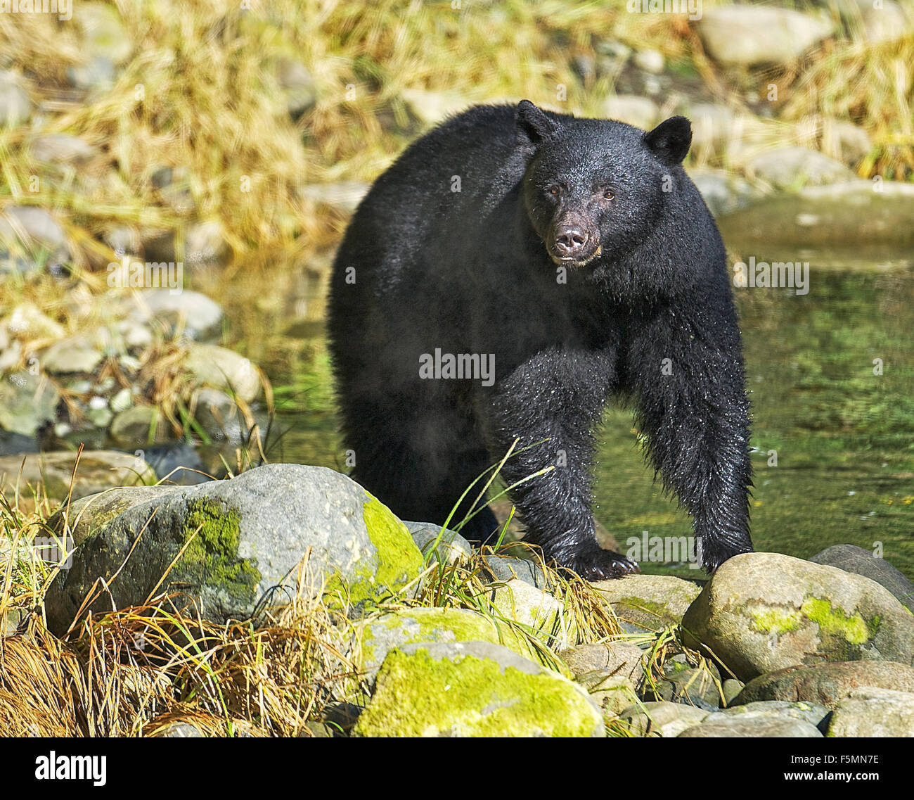 Black bear thornton creek hi-res stock photography and images - Alamy